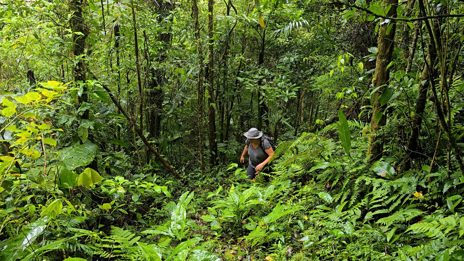 Crónica de las Tierras de Bruma: Hornito y la Memoria de la Naturaleza ...