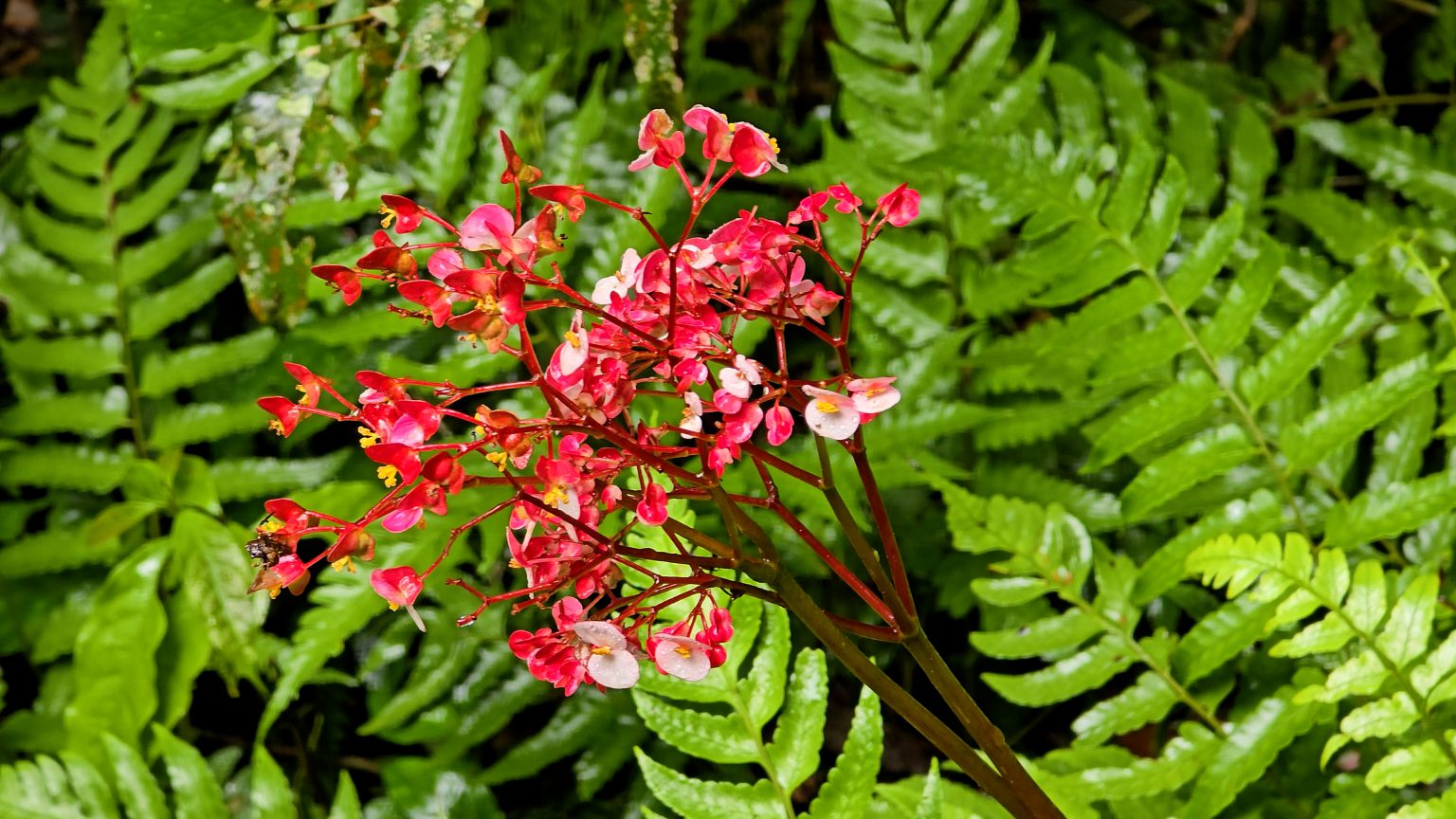 Crónica de las Tierras de Bruma: Hornito y la Memoria de la Naturaleza ...