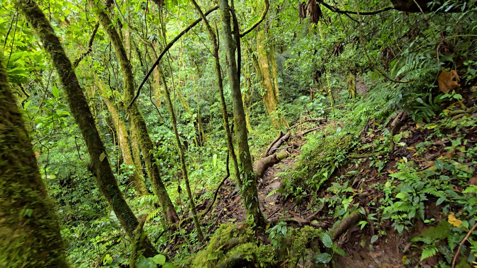 Crónica de las Tierras de Bruma: Hornito y la Memoria de la Naturaleza ...
